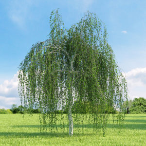 Albizia julibrissin, Selyem akác - Tájkertész