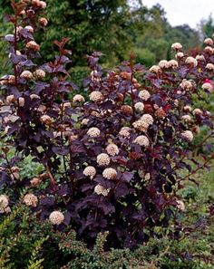 Physocarpus opulifolius 'Red Baron' - Bordó levelű hólyagvessző ...