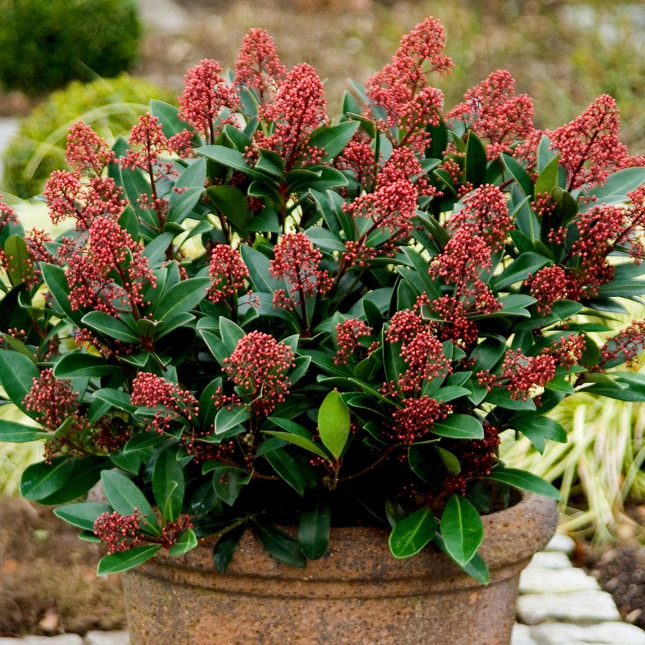 Verwunderlich Skimmia Japonica Pflege Bilder