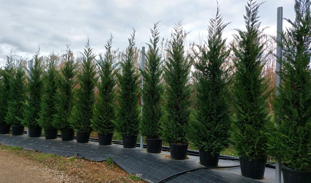 Cupressocyparis leylandii , Leylandi ciprus 100/125cm - Tájkertész