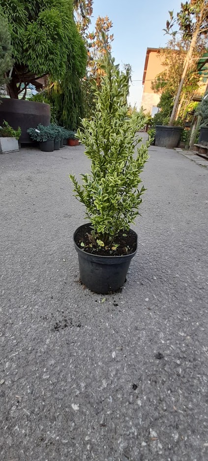 Buxus sempervirens 'Variegata' , Tarka lombú puszpáng - Tájkertész