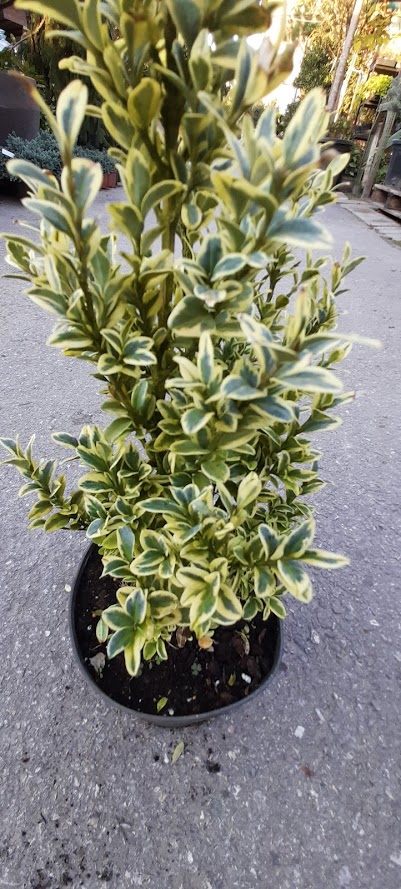 Buxus sempervirens 'Variegata' , Tarka lombú puszpáng - Tájkertész