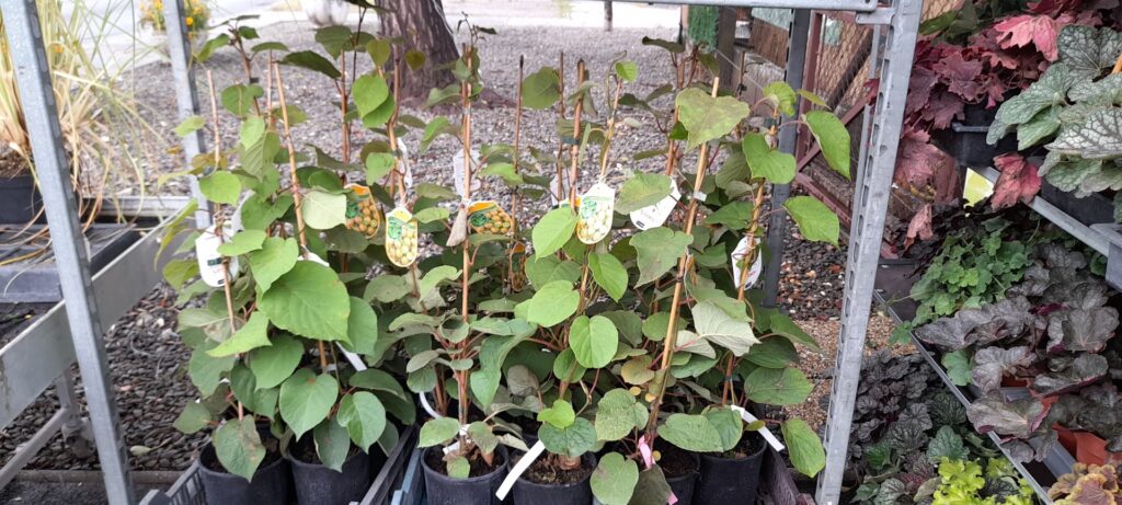 Actinidia deliciosa 'Jenny' - Öntermékeny kivi - Tájkertész