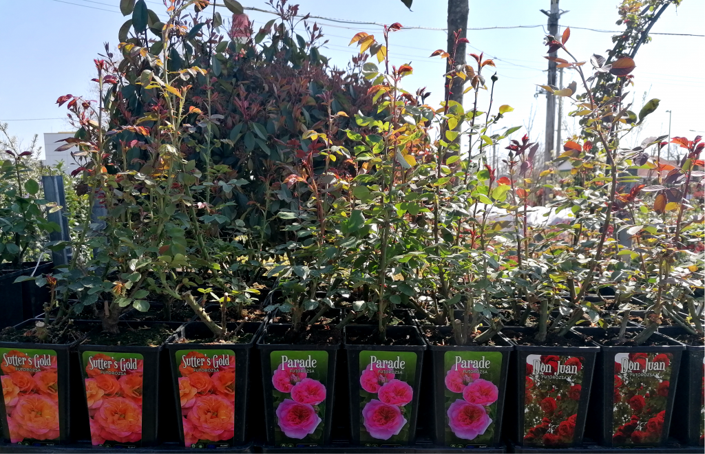 Rosa 'Swan Lake' - fehér virágú futórózsa - Tájkertész