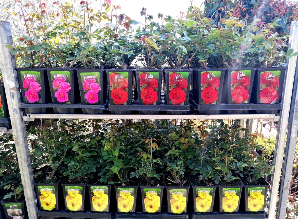 Rosa 'Swan Lake' - fehér virágú futórózsa - Tájkertész