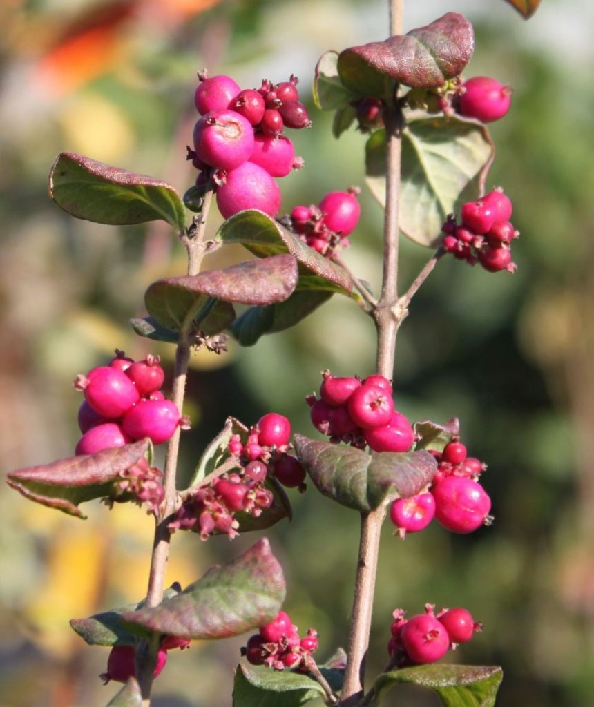 Symphoricarpos doorenbosii ‘Magic Berry’ – Rózsaszín hóbogyó - Tájkertész