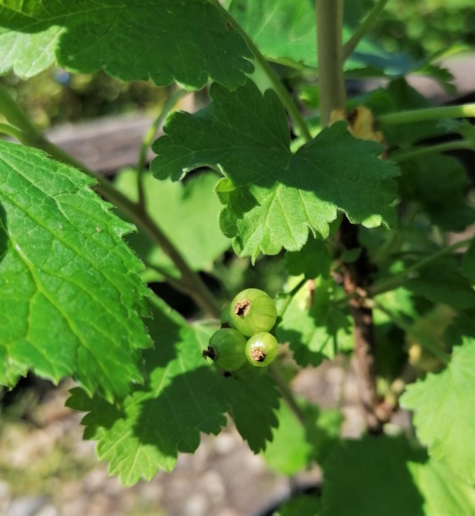Ribes rubrum 'Blanka' - Fehér ribizli - Tájkertész