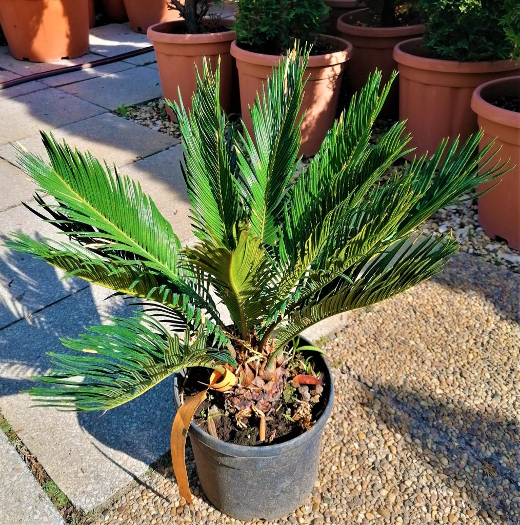 Cikász pálma (Cycas revoluta) kb. 35 cm - Tájkertész
