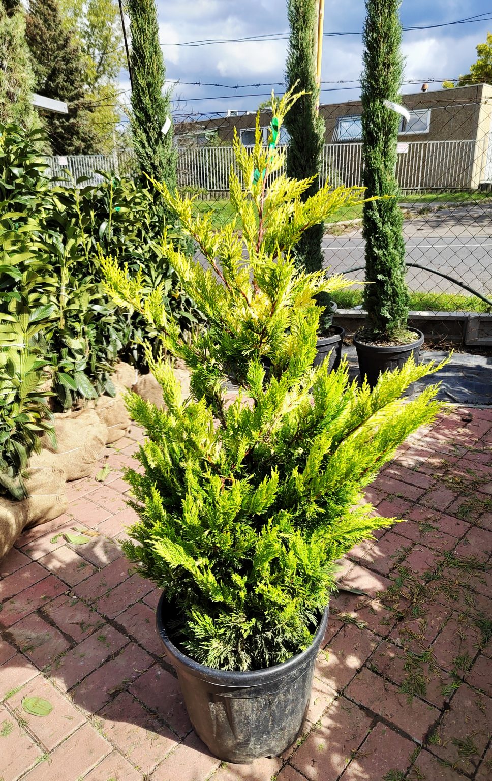 Cupressocyparis leylandii ‘Gold Rider', Aranysárga leylandi ciprus ...