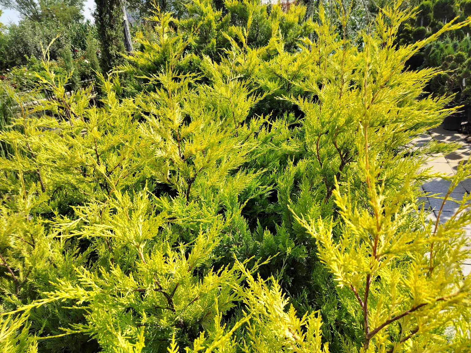 Cupressocyparis leylandii ‘Gold Rider’ – Arany Leylandi Ciprus 200/250 ...