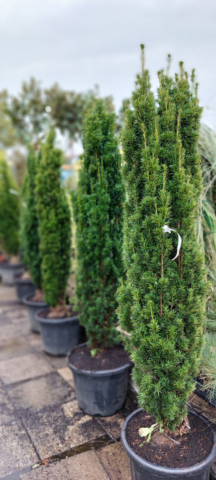 Taxus baccata fastigiata 'Aurea' /arany oszlopos tiszafa - Tájkertész
