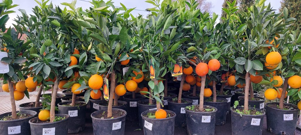Mandarinfa-Termő-Citrus reticulata - Tájkertész