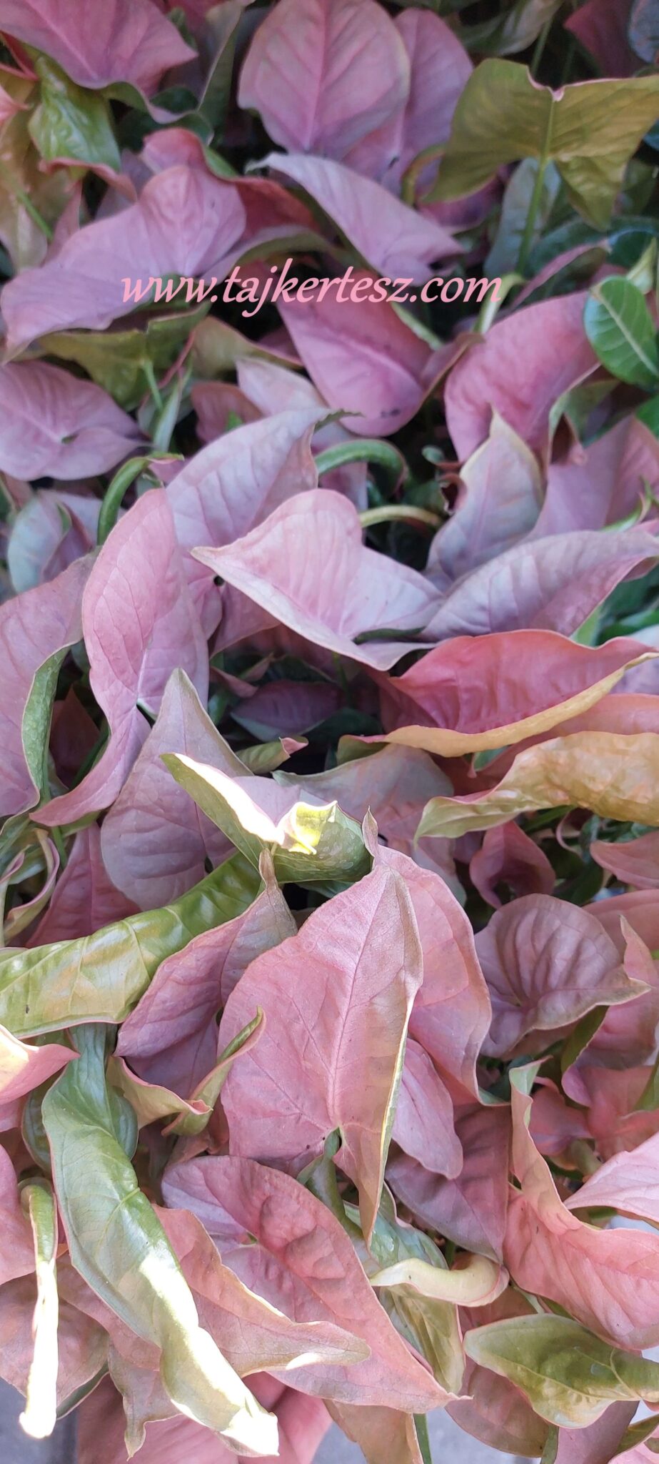 Syngonium podophyllum 'Neon Robusta'/ Rózsaszín nyíllevél - Tájkertész