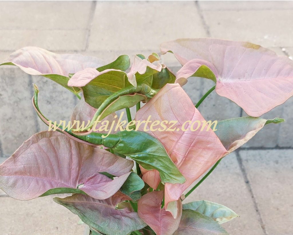 Syngonium podophyllum 'Neon Robusta'/ Rózsaszín nyíllevél - Tájkertész