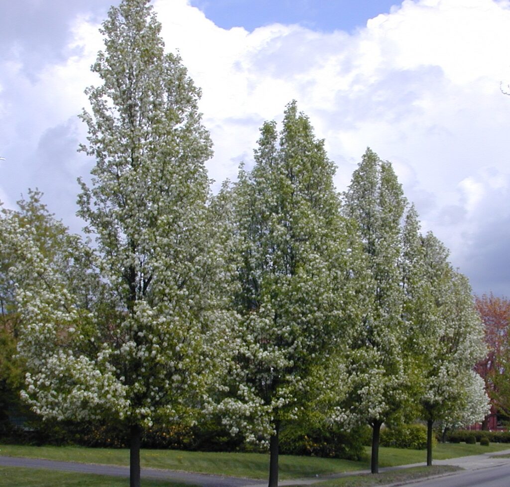 Pyrus communis 'Beach Hill' /Oszlopos díszkörte - Tájkertész