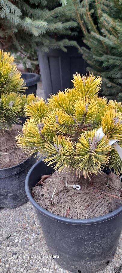 Pinus mugo 'Winter Gold'/Aranylombú havasi törpefenyő - Tájkertész