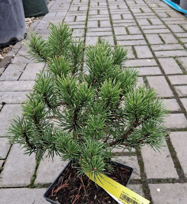 Pinus mugo 'Carsten' - Havasi törpefenyő - Tájkertész